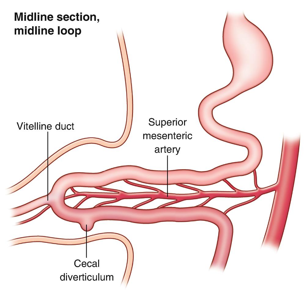 vitelline duct function