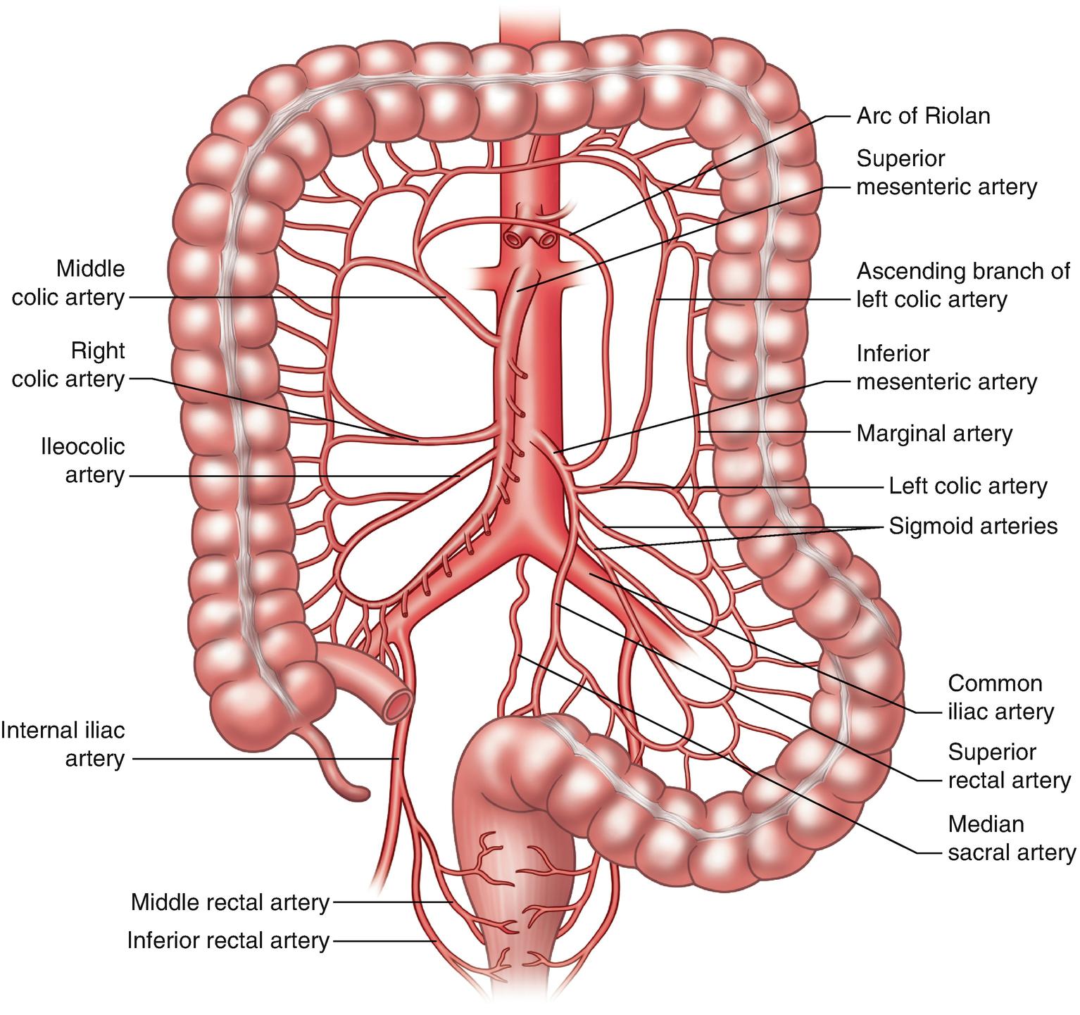 Anatomy and Embryology of the Colon, Rectum, and Anus | ASCRS Textbook ...