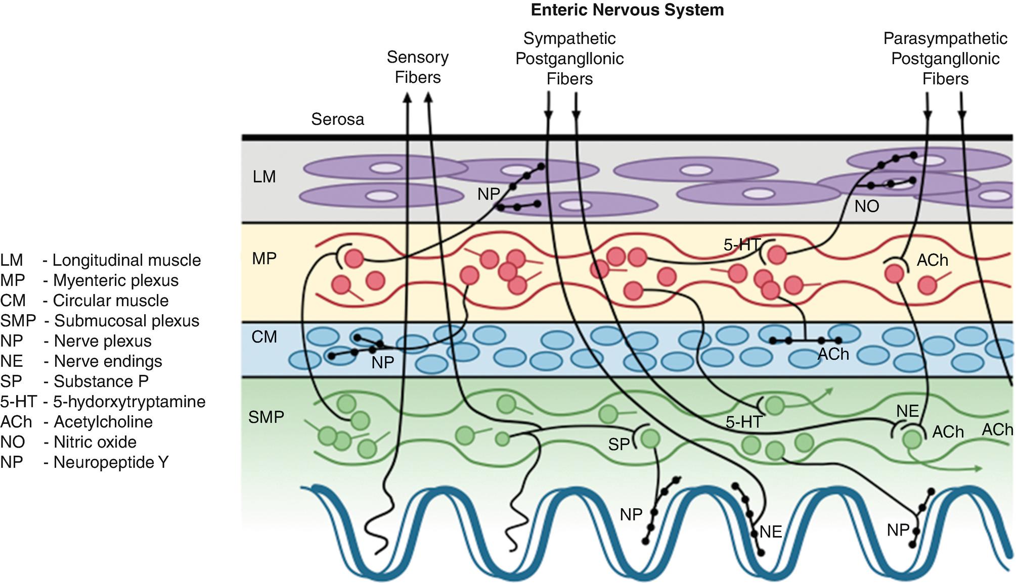 Colonic Physiology | ASCRS Textbook of Colon and Rectal Surgery